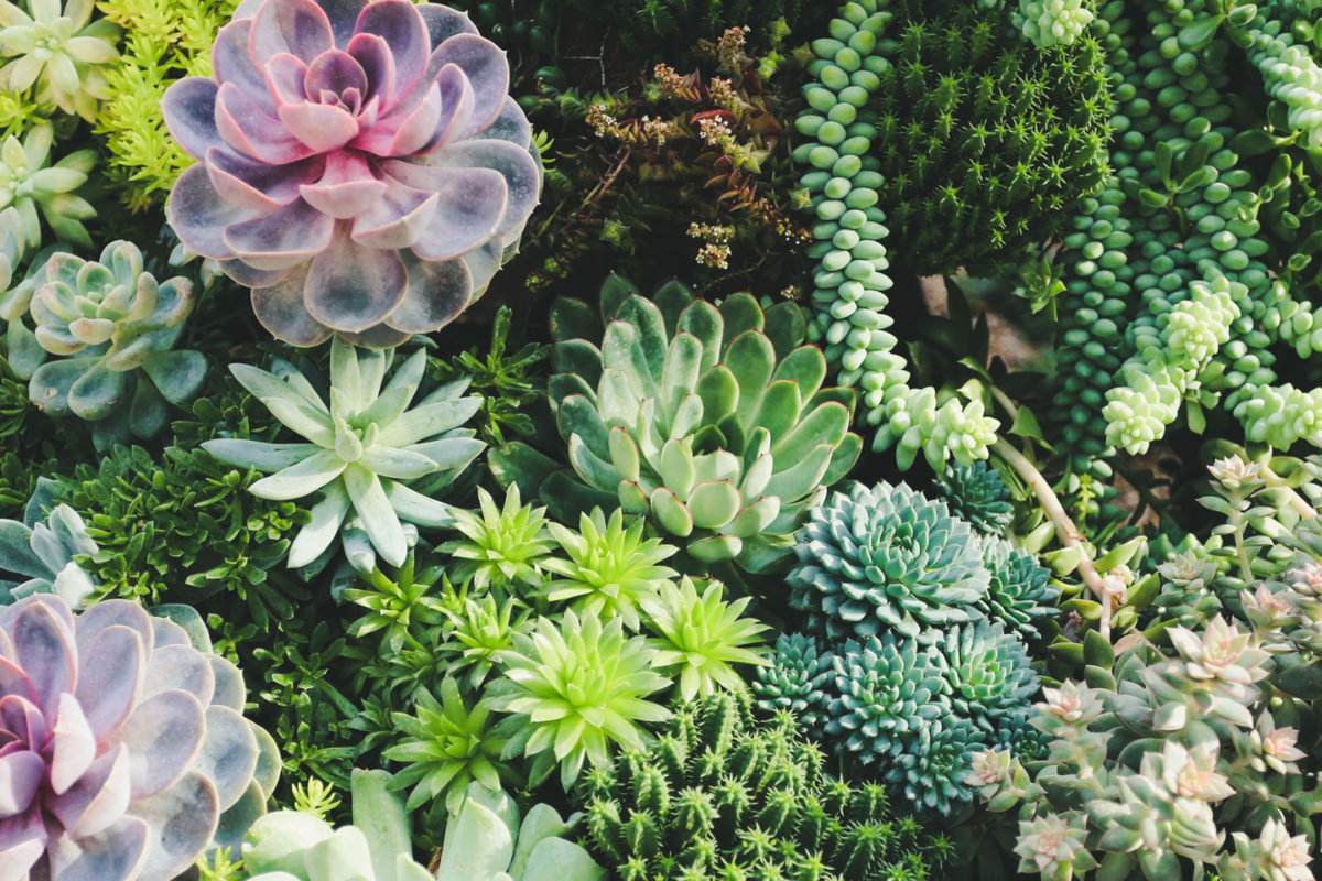 Inside the Secret Garden of a Hilltop Paradise on L.A.'s Eastside | C ...