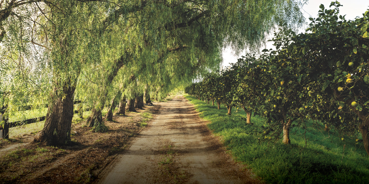 A Trip to The Biggest Little Farm | C Magazine®