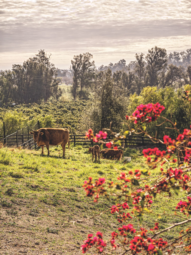 A Trip to The Biggest Little Farm | C Magazine®