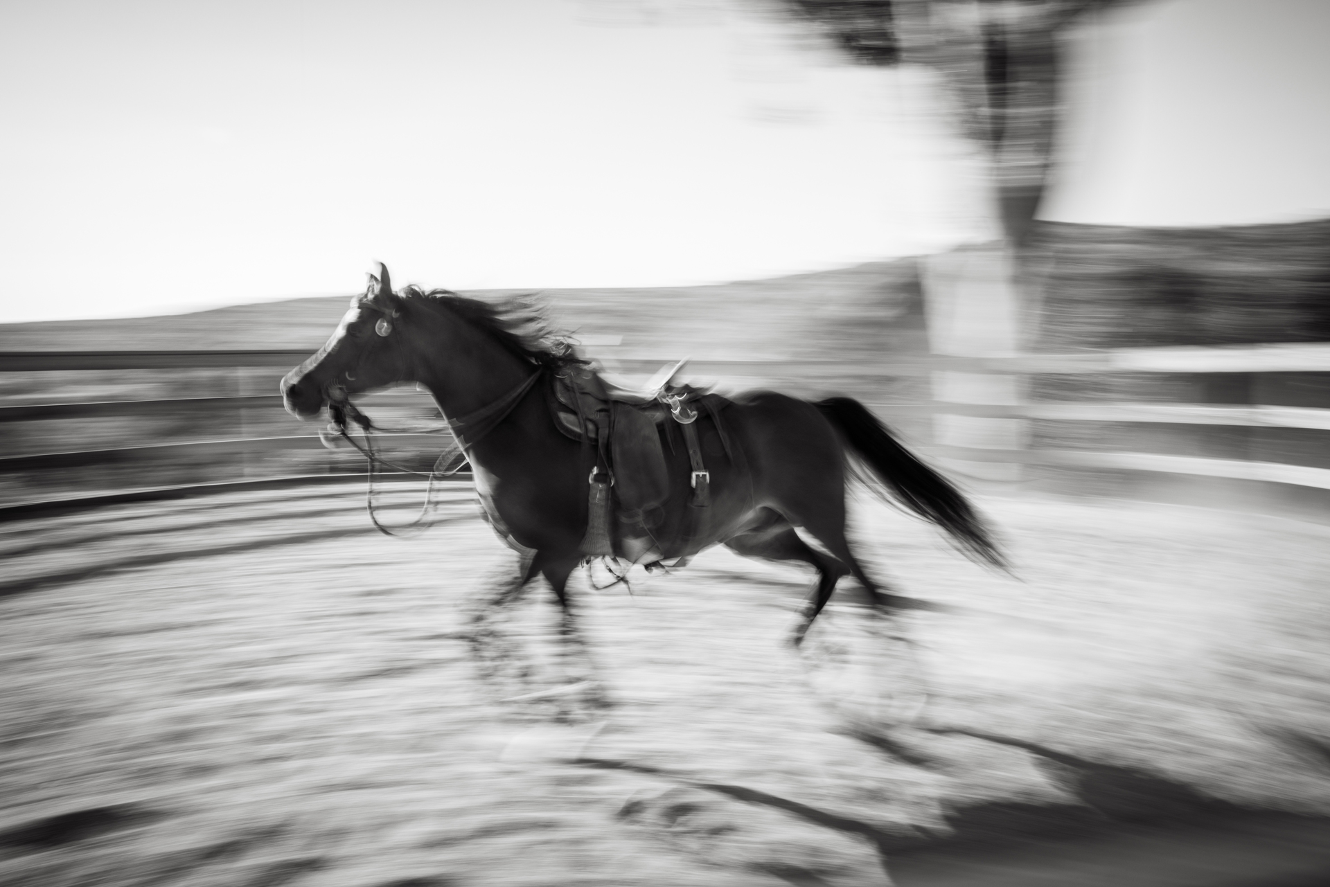 Catalina Island: Wrigley Family's El Rancho Escondido Tour | C Magazine®